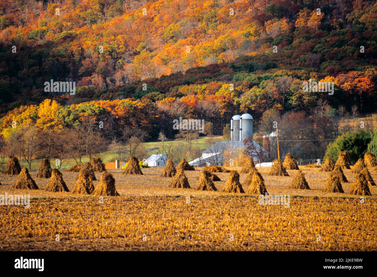 1990s BARN SILOS AND TRADITIONAL CORN SHOCKS IN AN AUTUMN HARVEST FIELD ...
