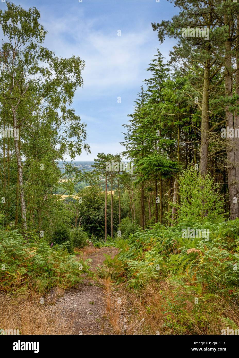 Woodland views in Lickey Hills Country Park, Rednal, Birmingham, UK ...