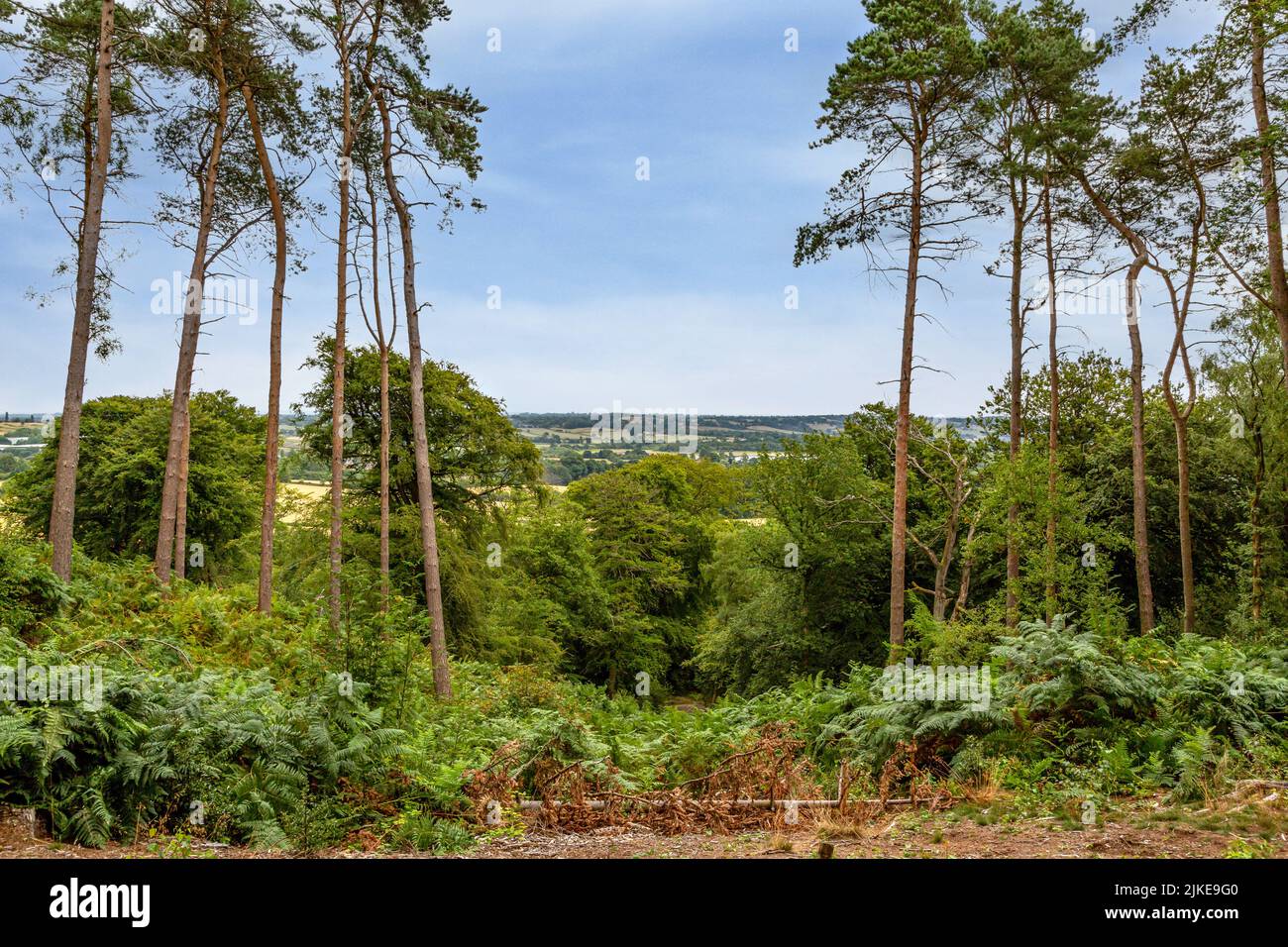 Woodland views in Lickey Hills Country Park, Rednal, Birmingham, UK ...