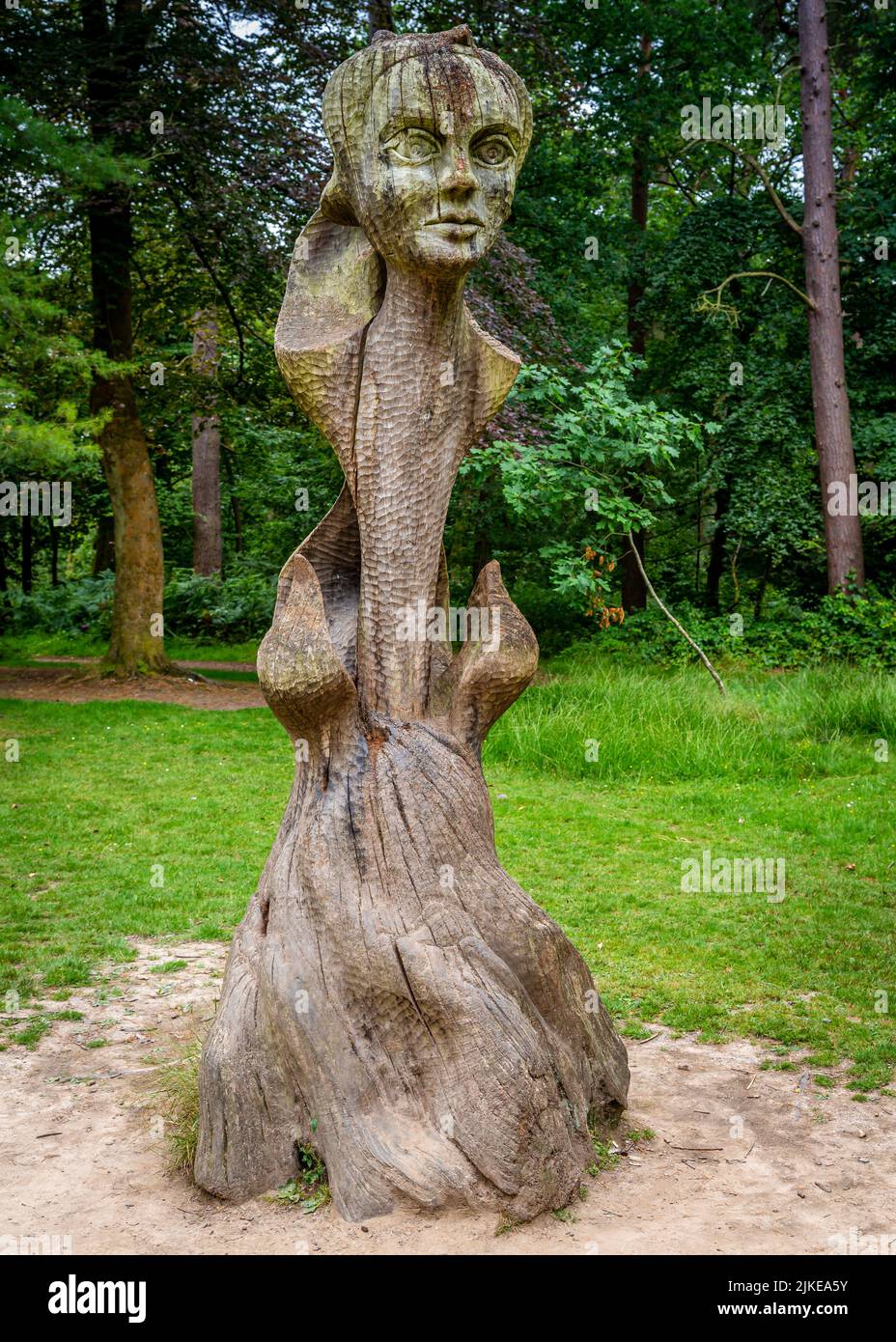 Woodland views in Lickey Hills Country Park, Rednal, Birmingham, UK ...