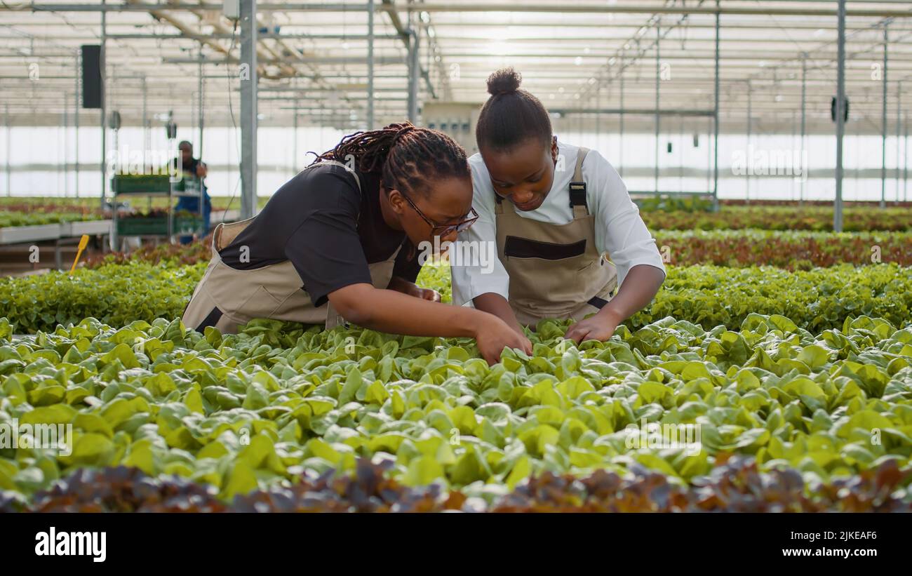 Two african american women inspecting lettuce ready for harvesting ...