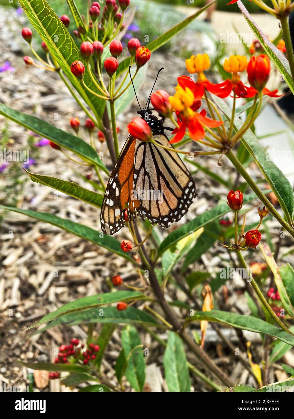 A monarch butterfly, Danaus plexippus, on a tropical milkweed ...