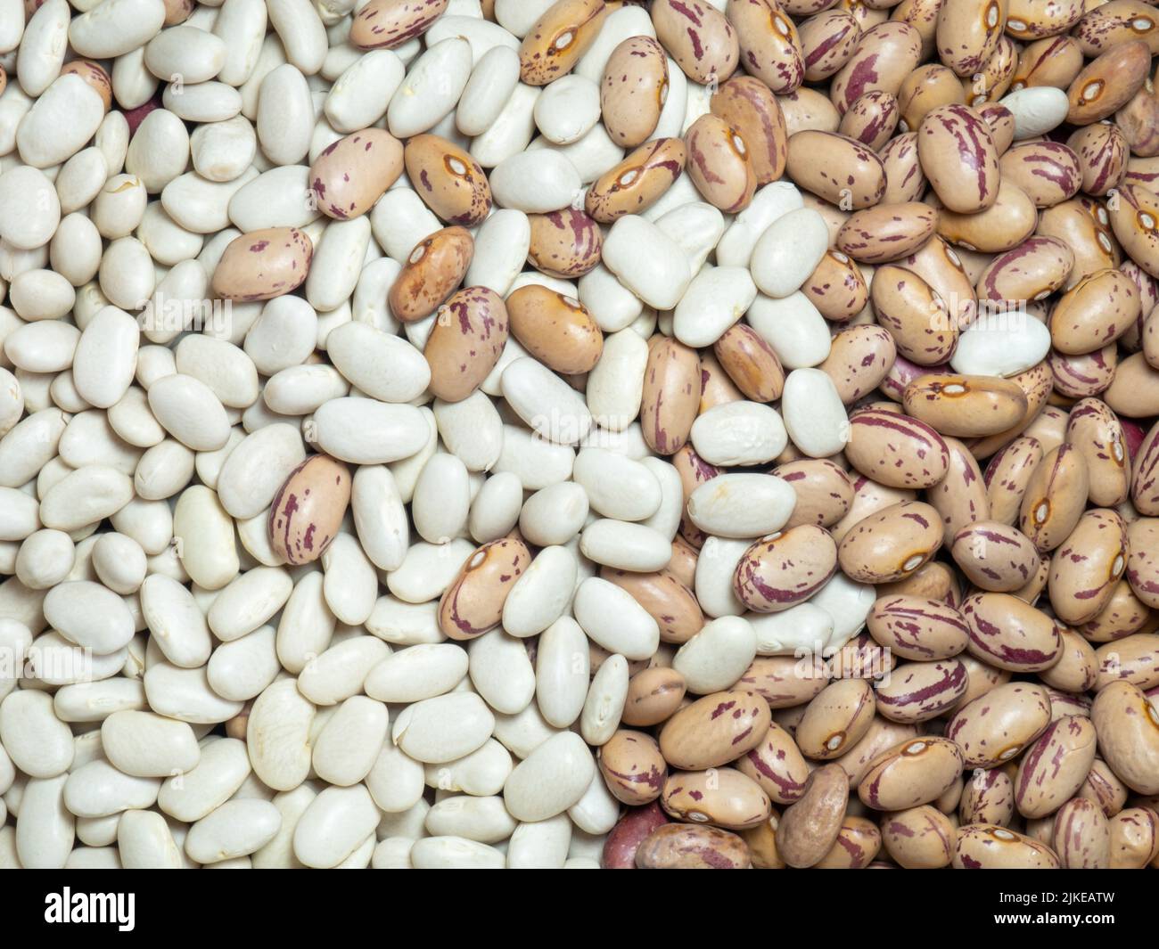 White and variegated beans are mixed. Beans of different varieties ...