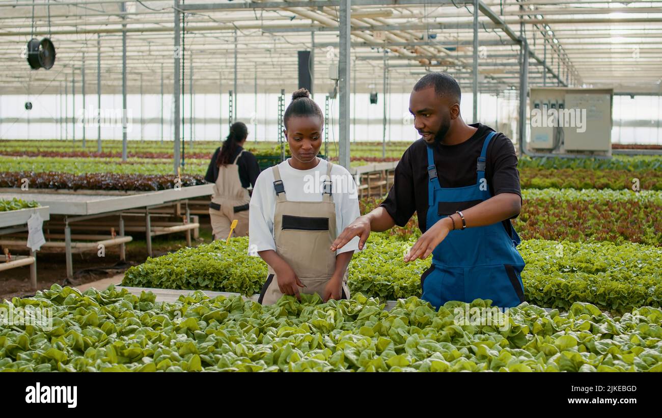 Two african american organic vegetables pickers gathering lettuce and ...