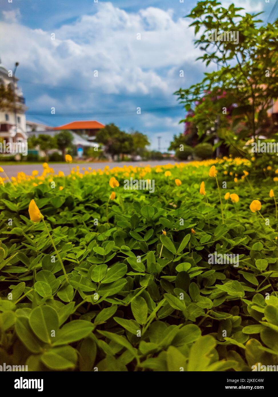 Small yellow flower blooming Pinto Peanut plant field in foreground ...