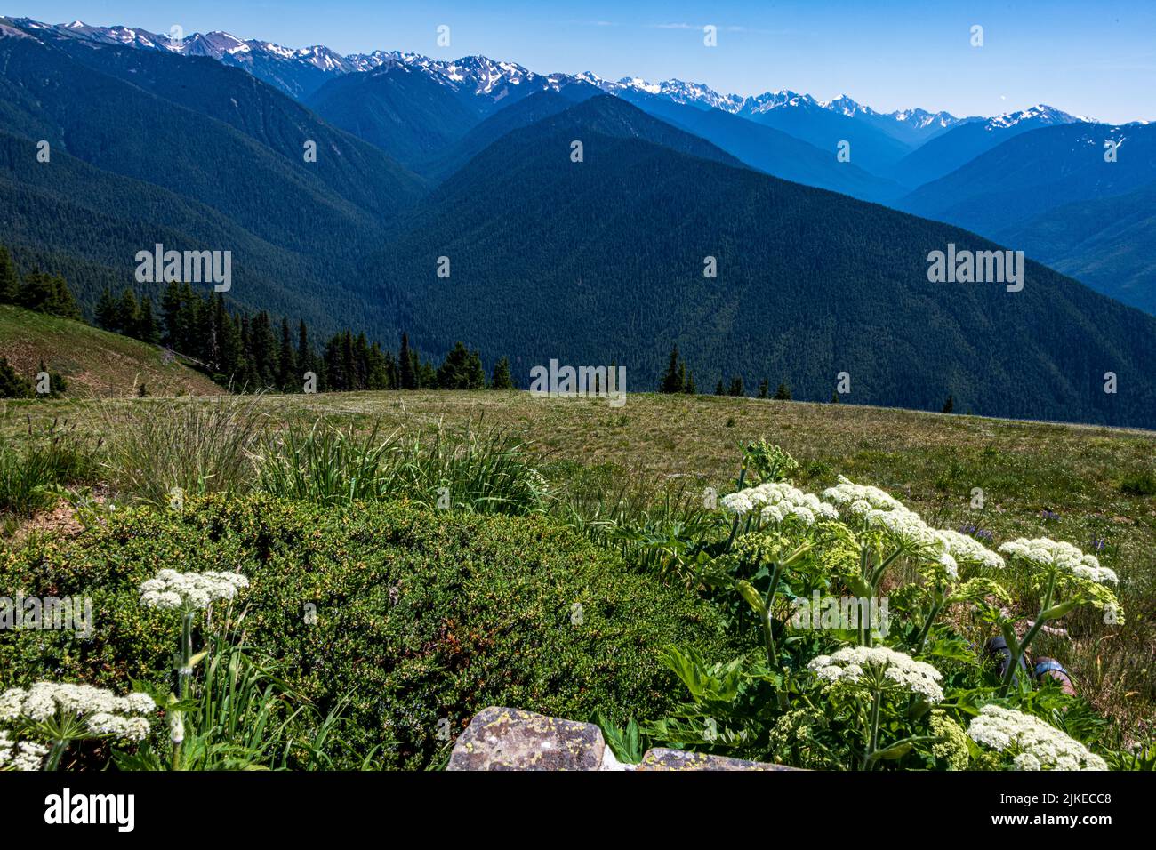 Wildflowers and beautiful views along the Hurricane Ridge trail Stock ...