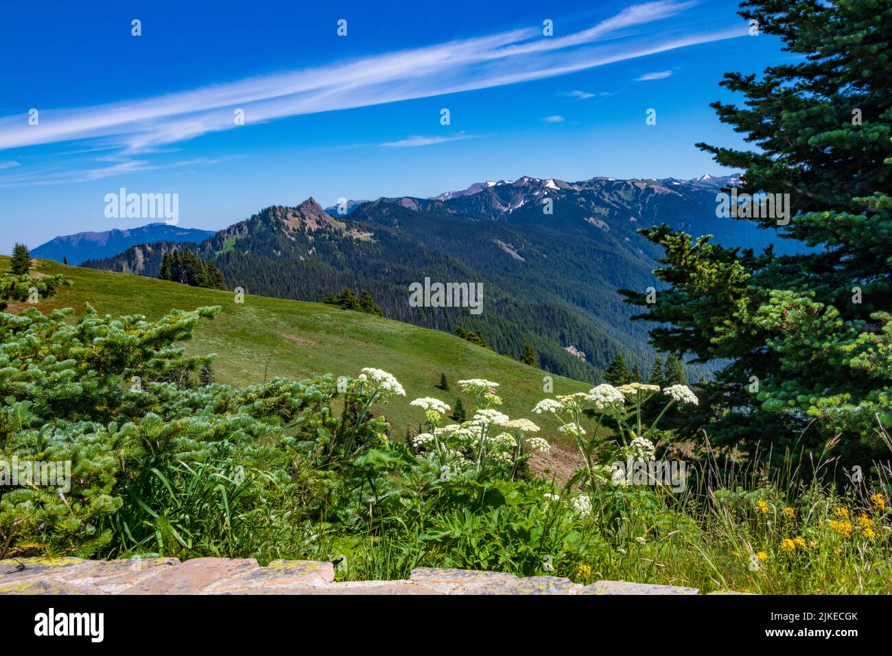 Wildfloers foregrounds hi-res stock photography and images - Alamy