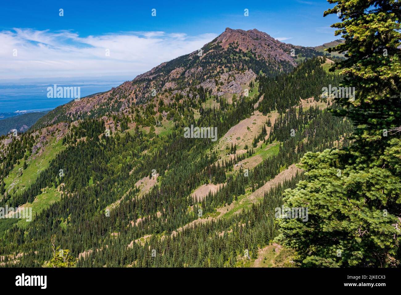 Wildflowers and beautiful views along the Hurricane Ridge trail Stock ...