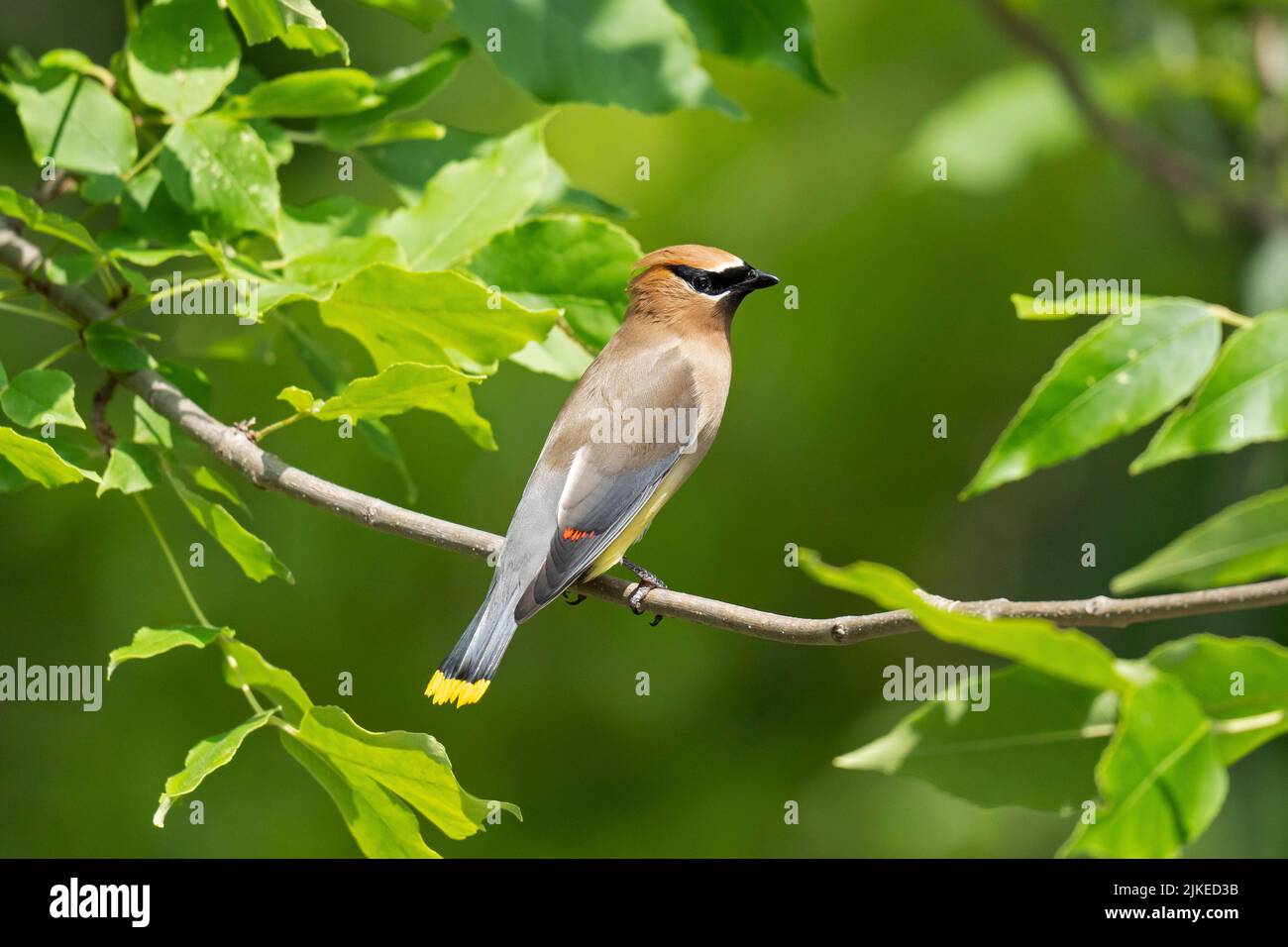 Cedar Waxwing (Bombycilla cedrorum Stock Photo - Alamy