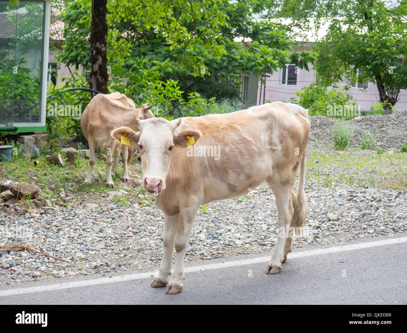 Cow in the village. The cow is walking through the village. Ruminant ...