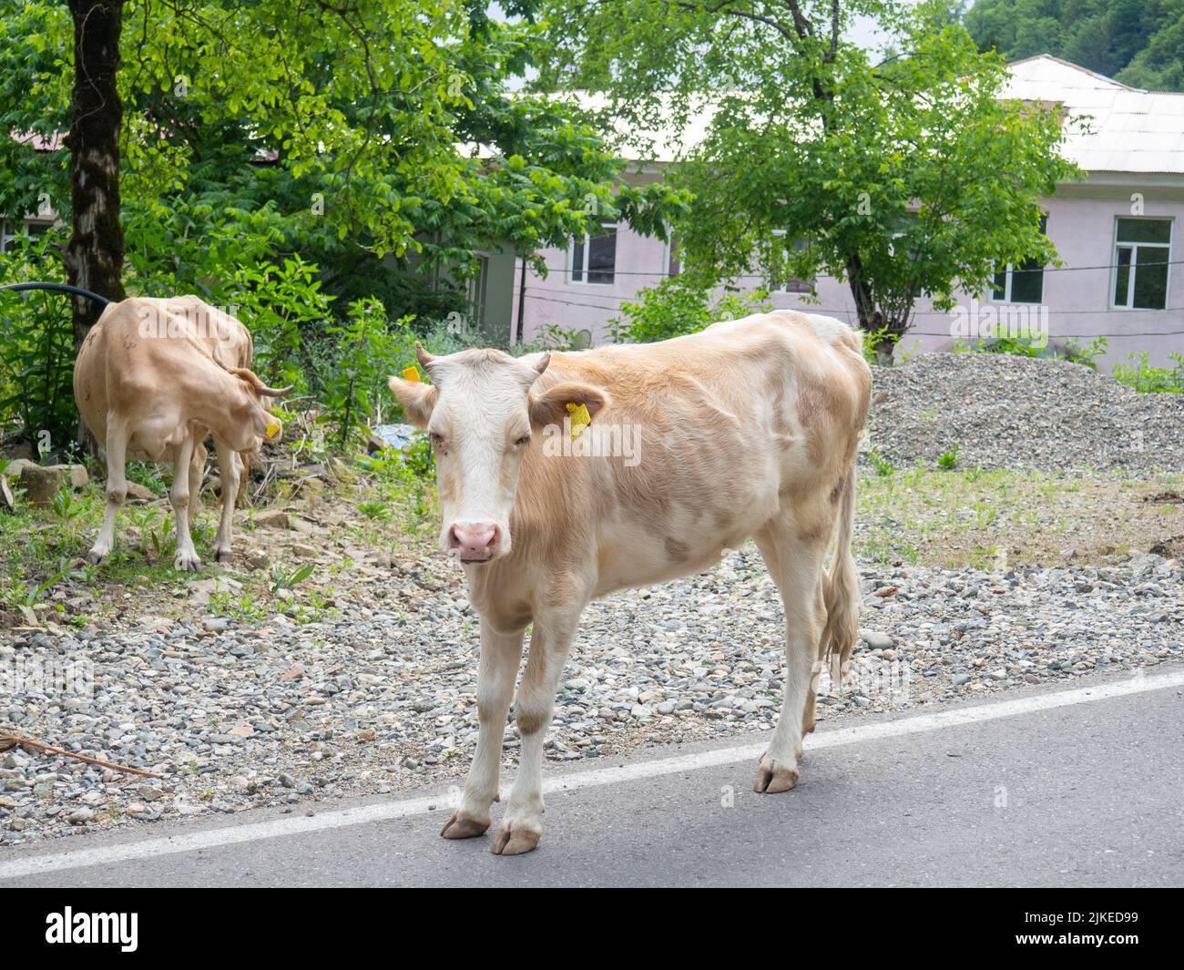 Cow in the village. The cow is walking along the road. Ruminant ...