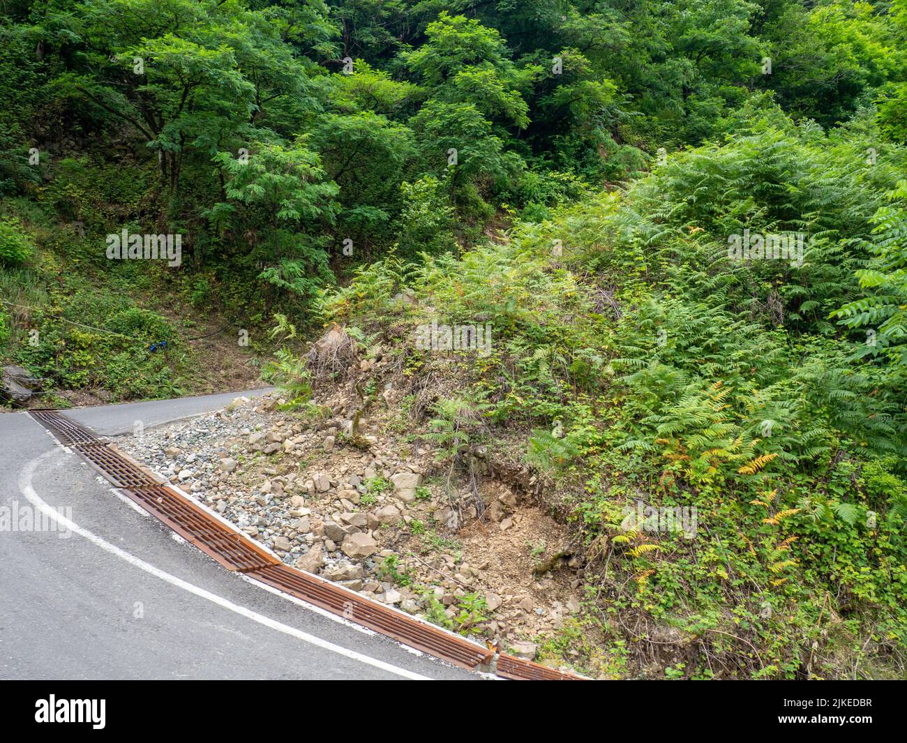 Asphalt road among the forest close-up. Human and nature. big green ...