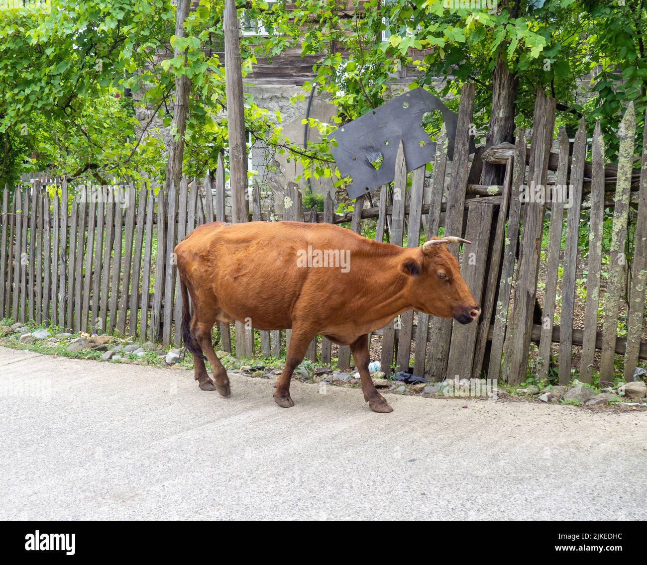 Cow in the village. The cow is walking along the road. Ruminant ...