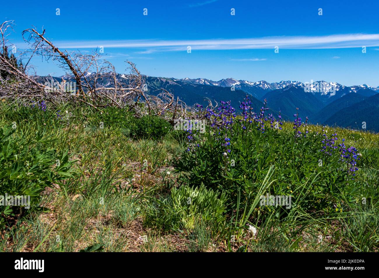Northwest wildflowers hi-res stock photography and images - Alamy