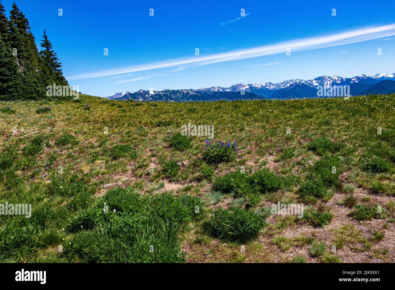 Wildflowers and beautiful views along the Hurricane Ridge trail Stock ...