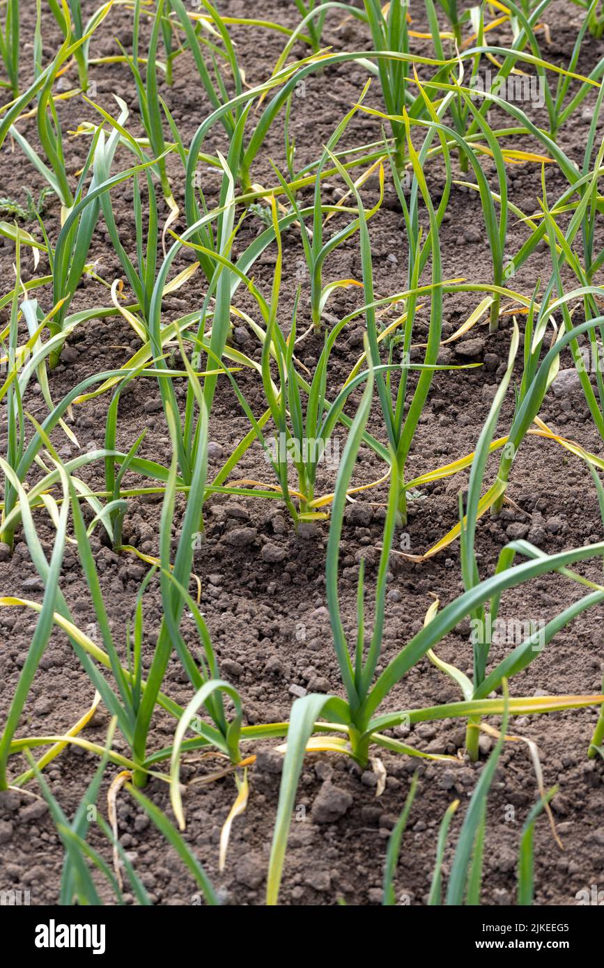 An agricultural field where garlic grows, several rows of garlic used ...