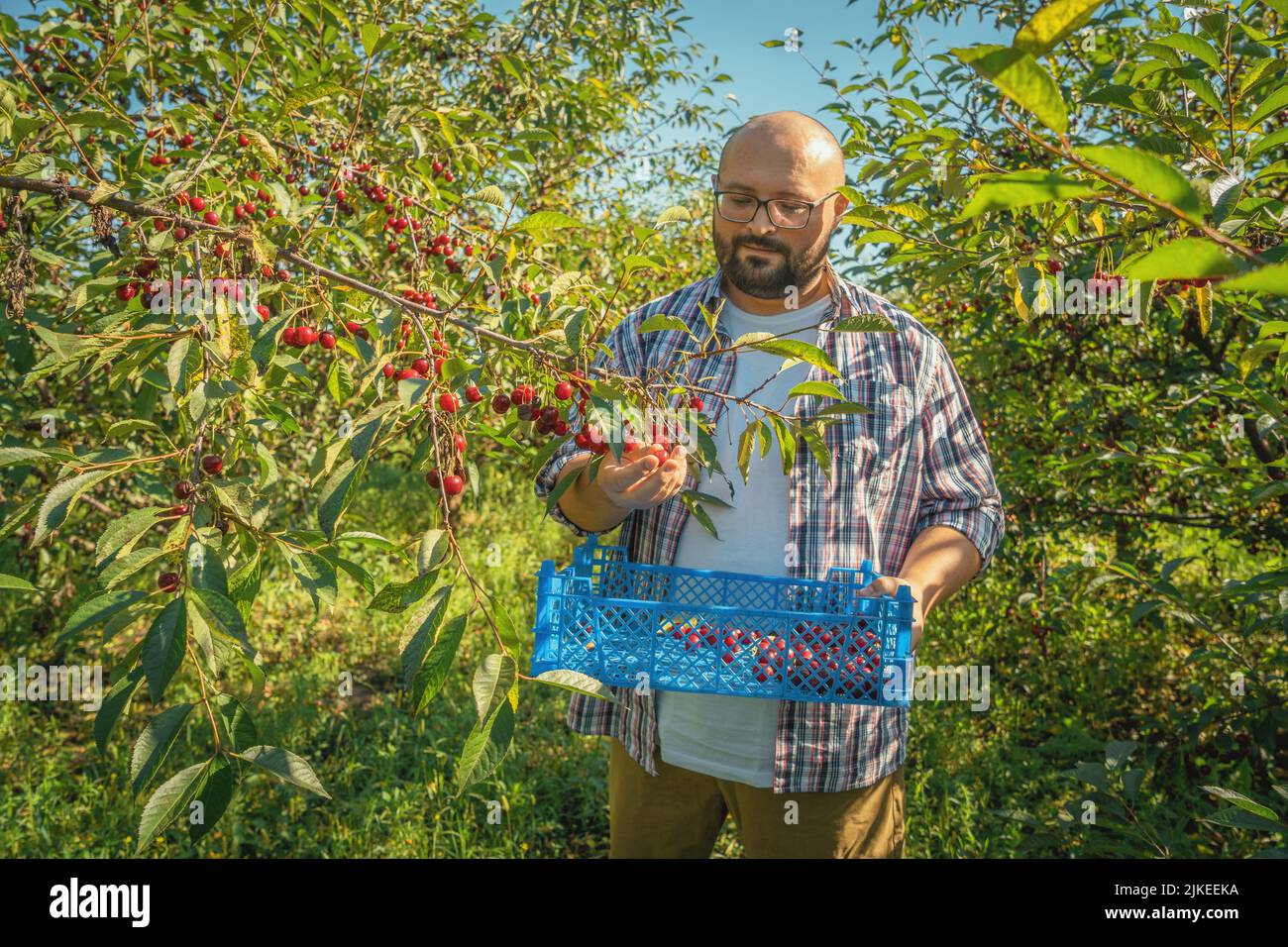 Farmer picks crop of red juicy cherry in tree agricultural orchard ...