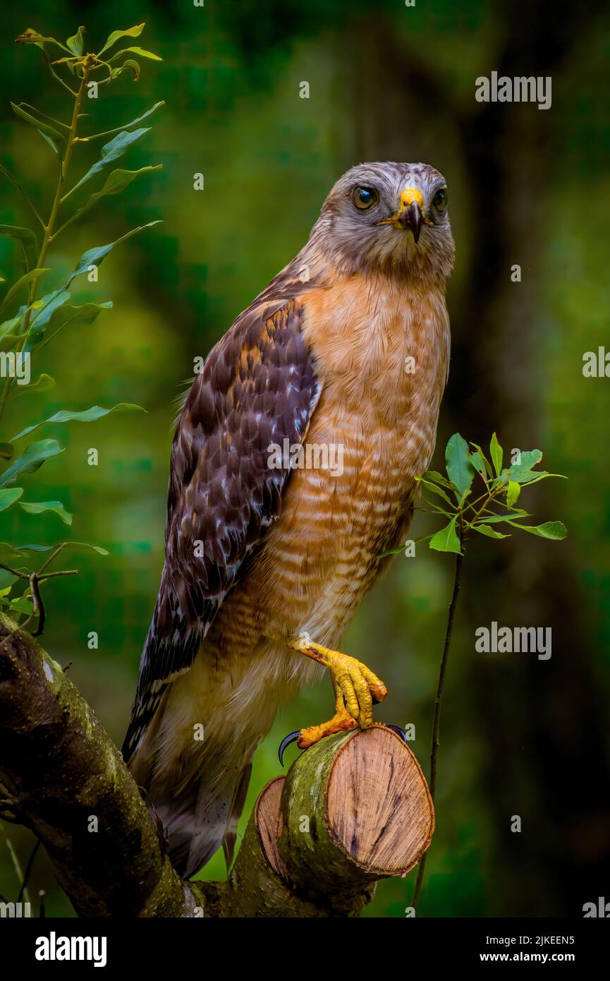 A vertical shot of a Red-shouldered Hawk on a broken branch Stock Photo ...