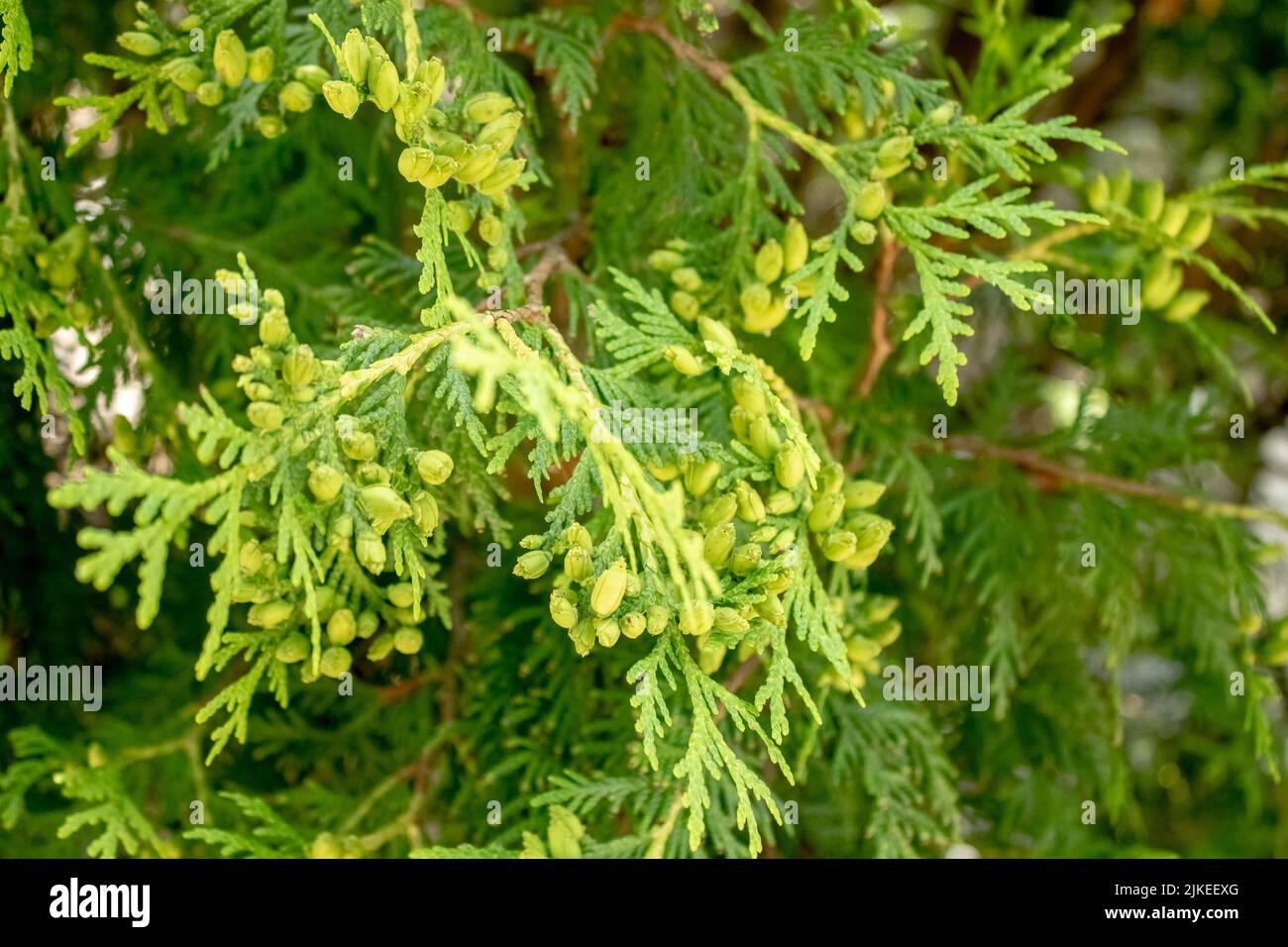 Green prickly branches fur tree hi-res stock photography and images - Alamy