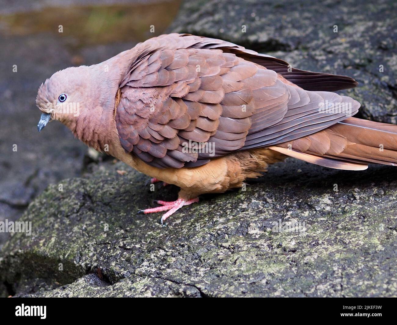 Male brown cuckoo dove hi-res stock photography and images - Alamy