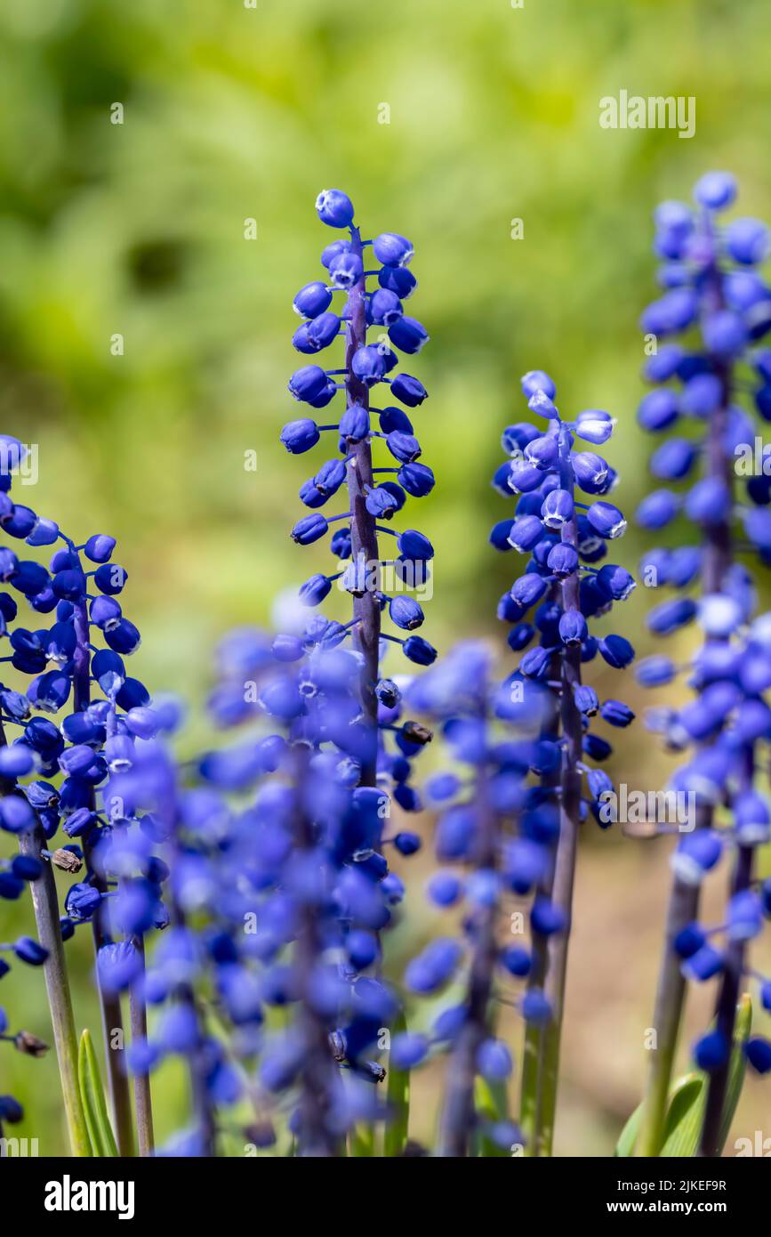 beautiful blue flowers in the spring season, growing in a clearing ...