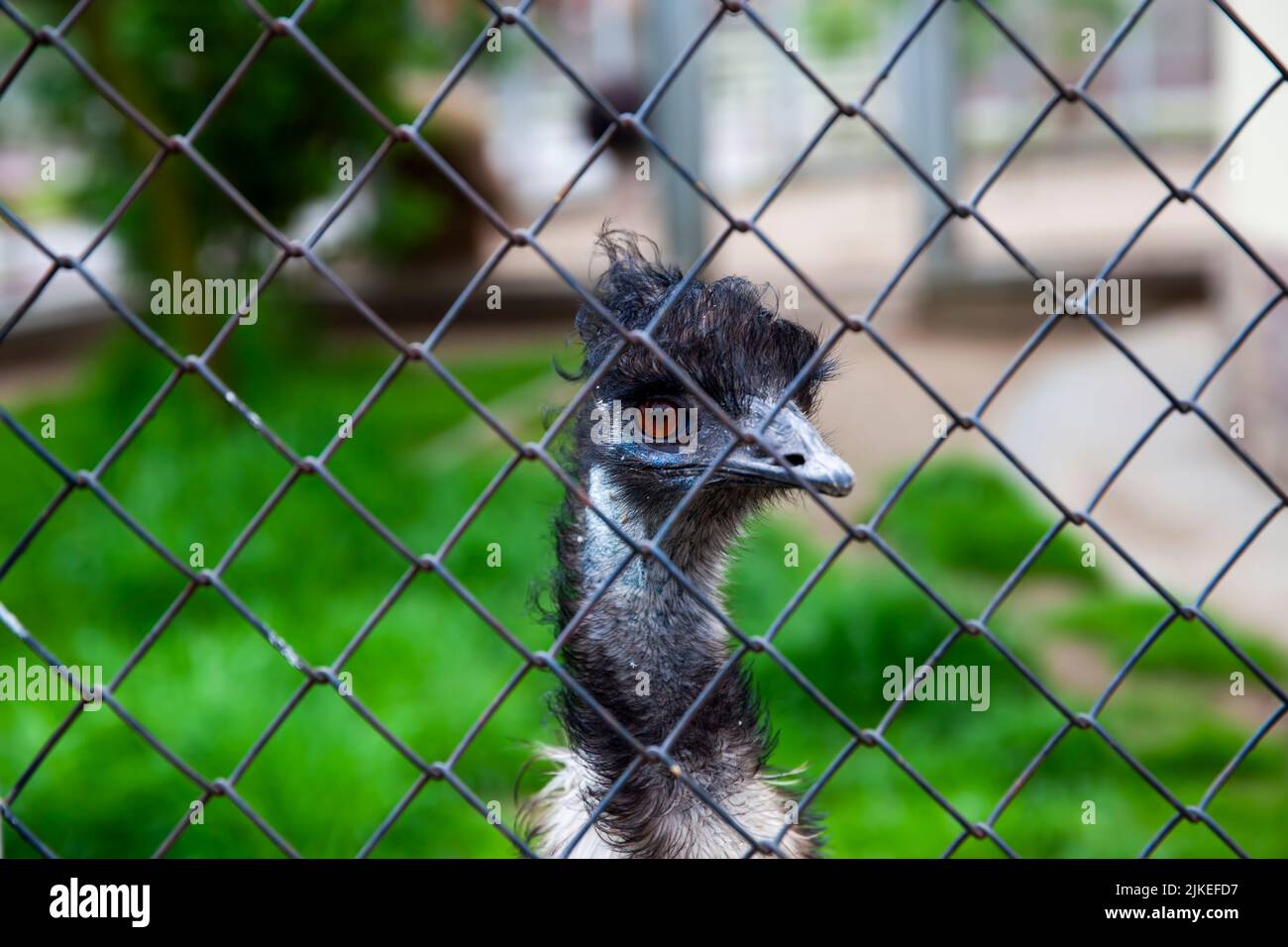 Emu ostrich head at the Zoo, ostrich living in captivity at the zoo for ...