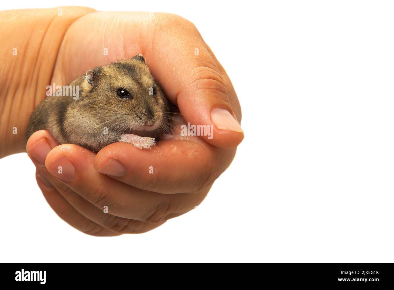 A small homely hamster in the hand of the hostess. The hostess's hand ...