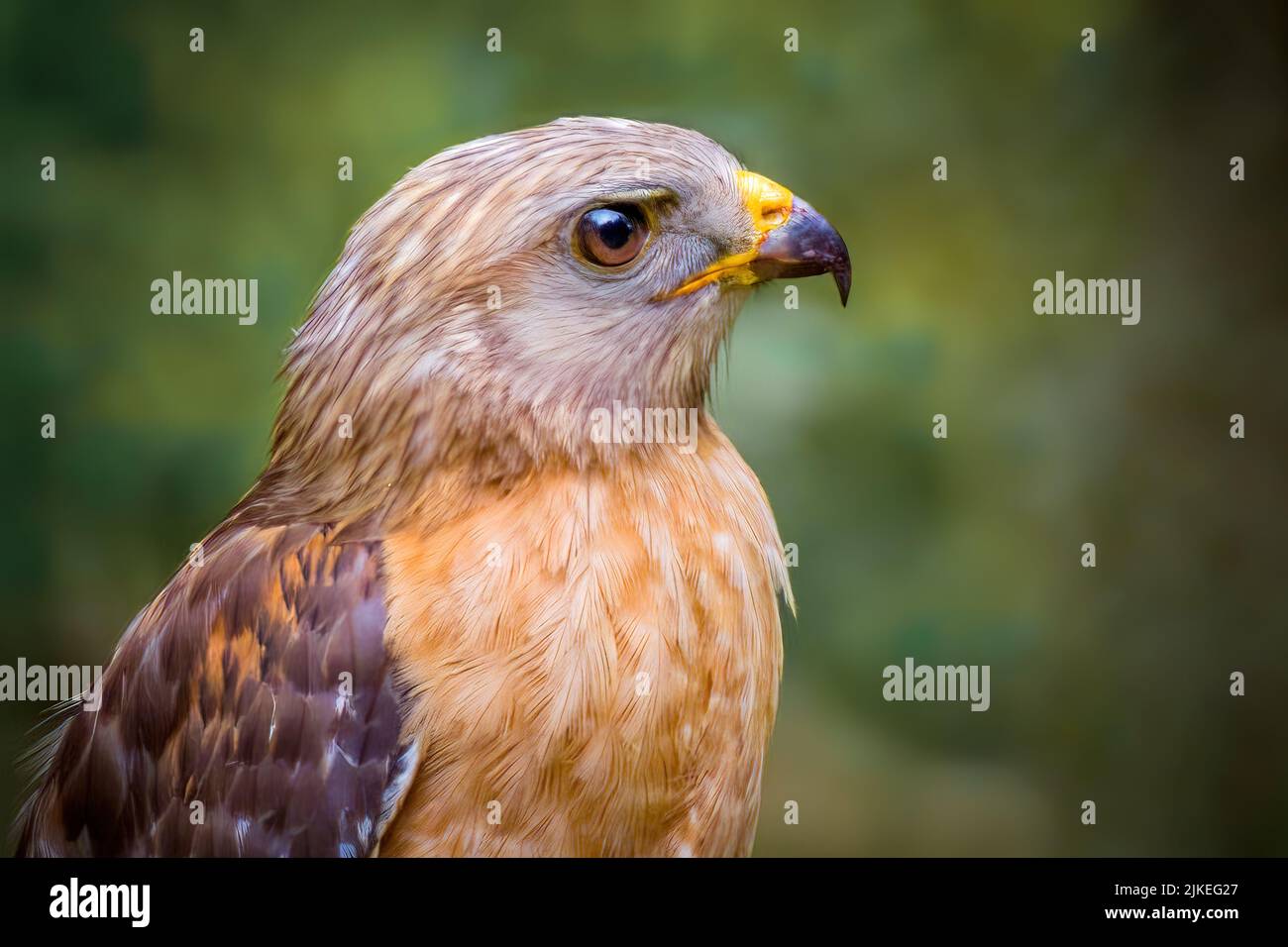 A selective focus view of a red-shouldered hawk from side profile Stock ...