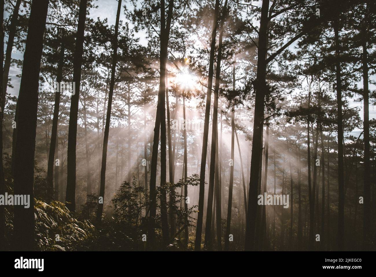 Sunlight from sunset hitting leaves hi-res stock photography and images ...