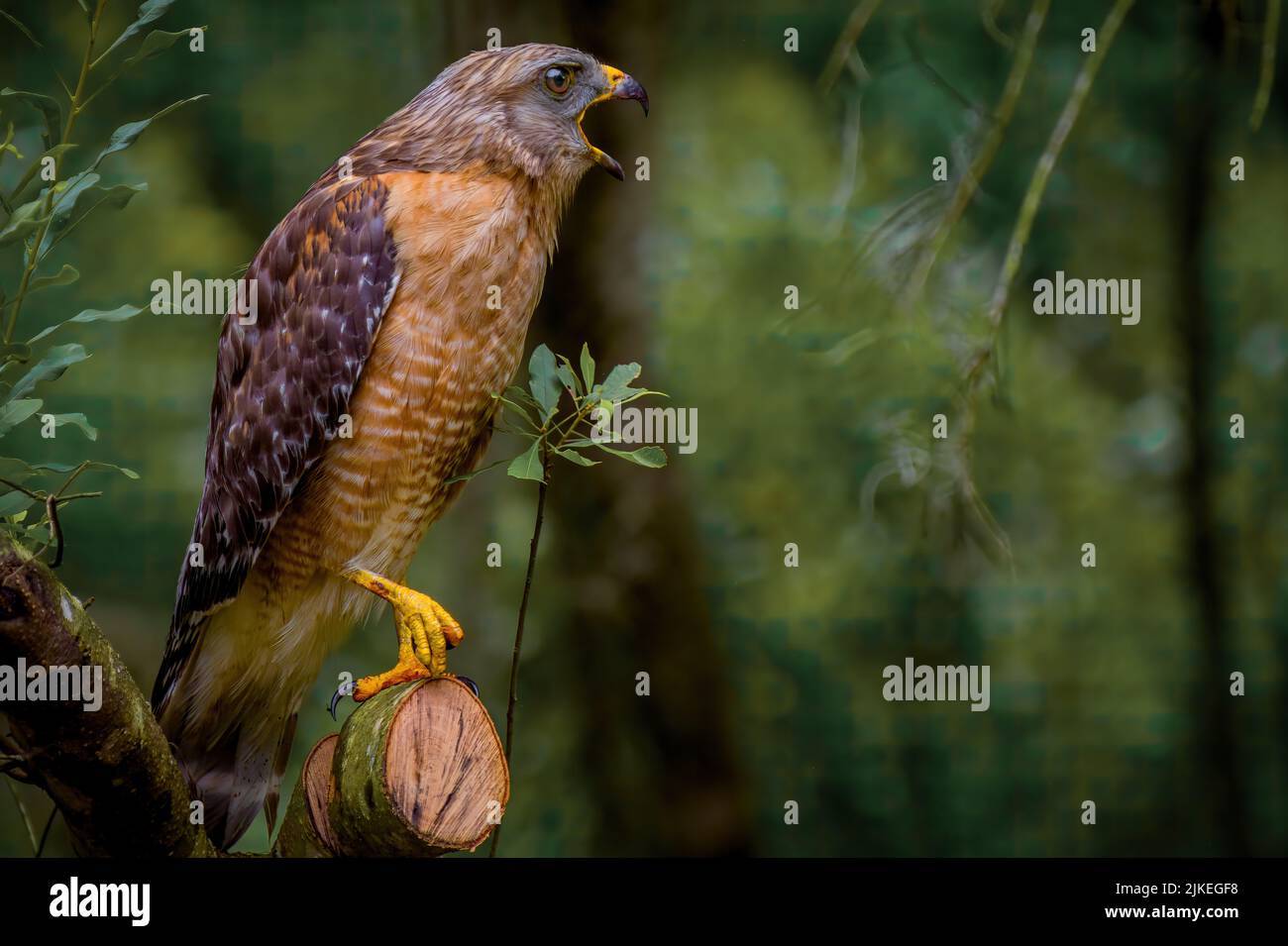 A selective focus view of a red-shouldered hawk perched on a tree with ...