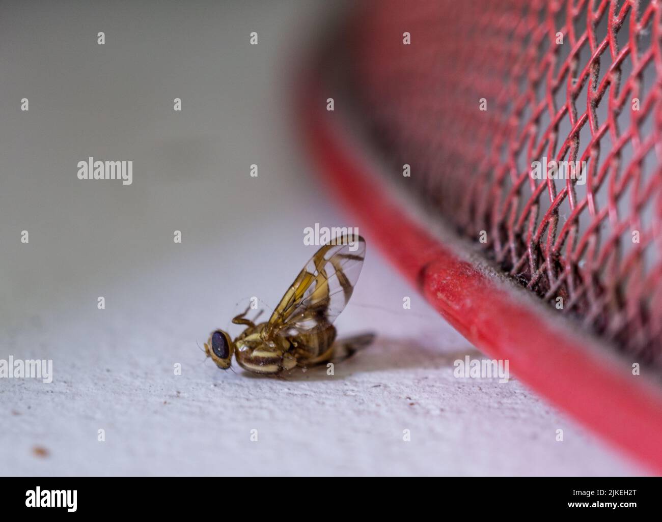 Monotype anastrepha fraterculus from nicaragua hi-res stock photography ...