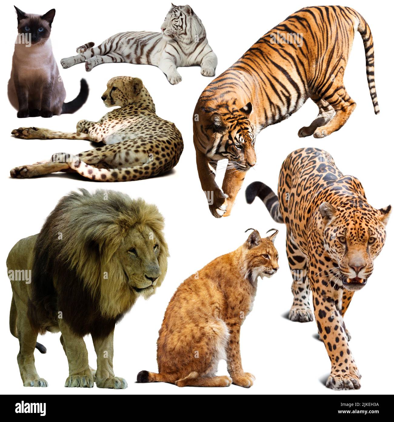 Set of wild mammals isolated over white background Stock Photo - Alamy