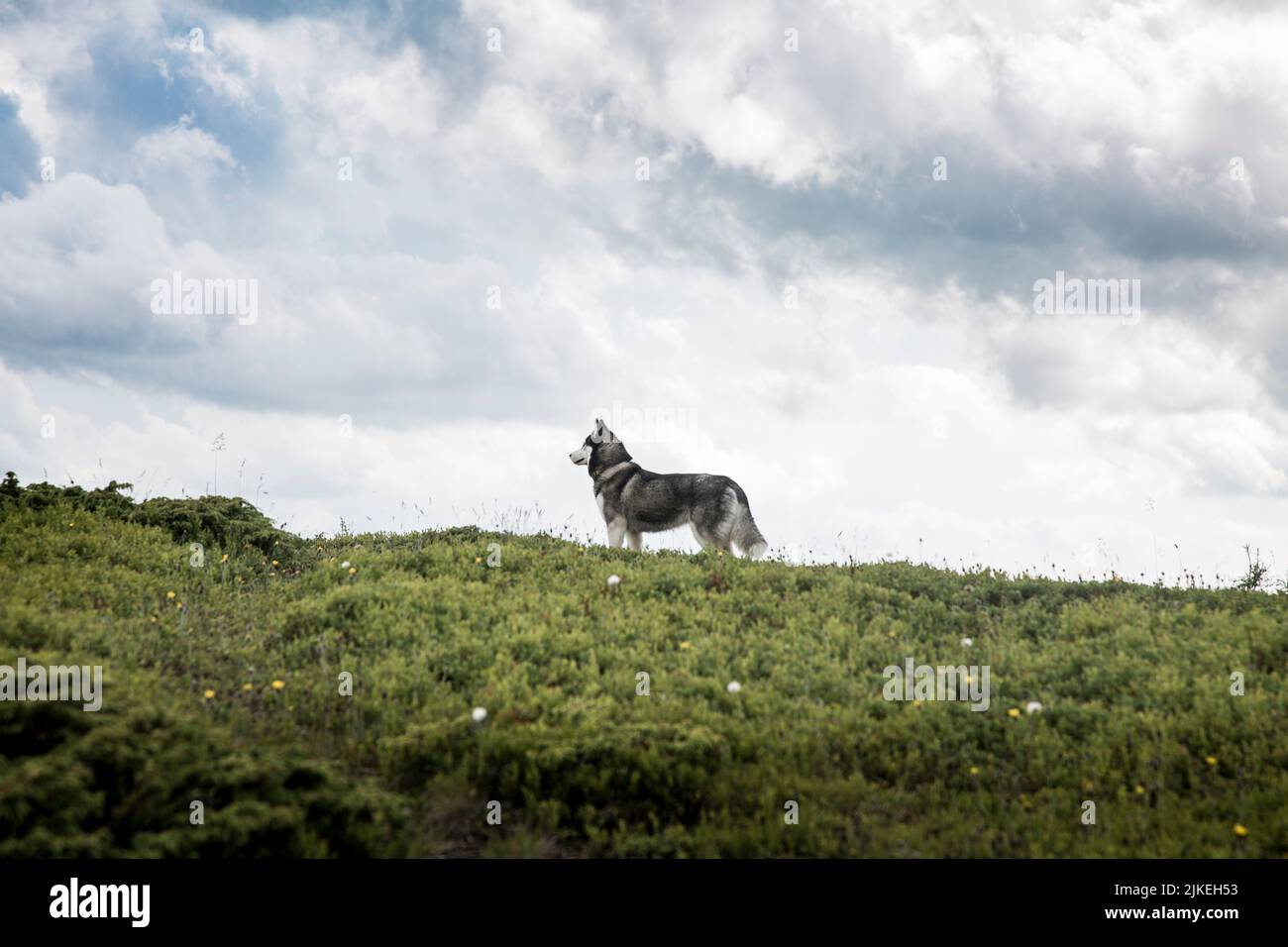 The Siberian Husky dog is a very intelligent breed that's active, alert ...