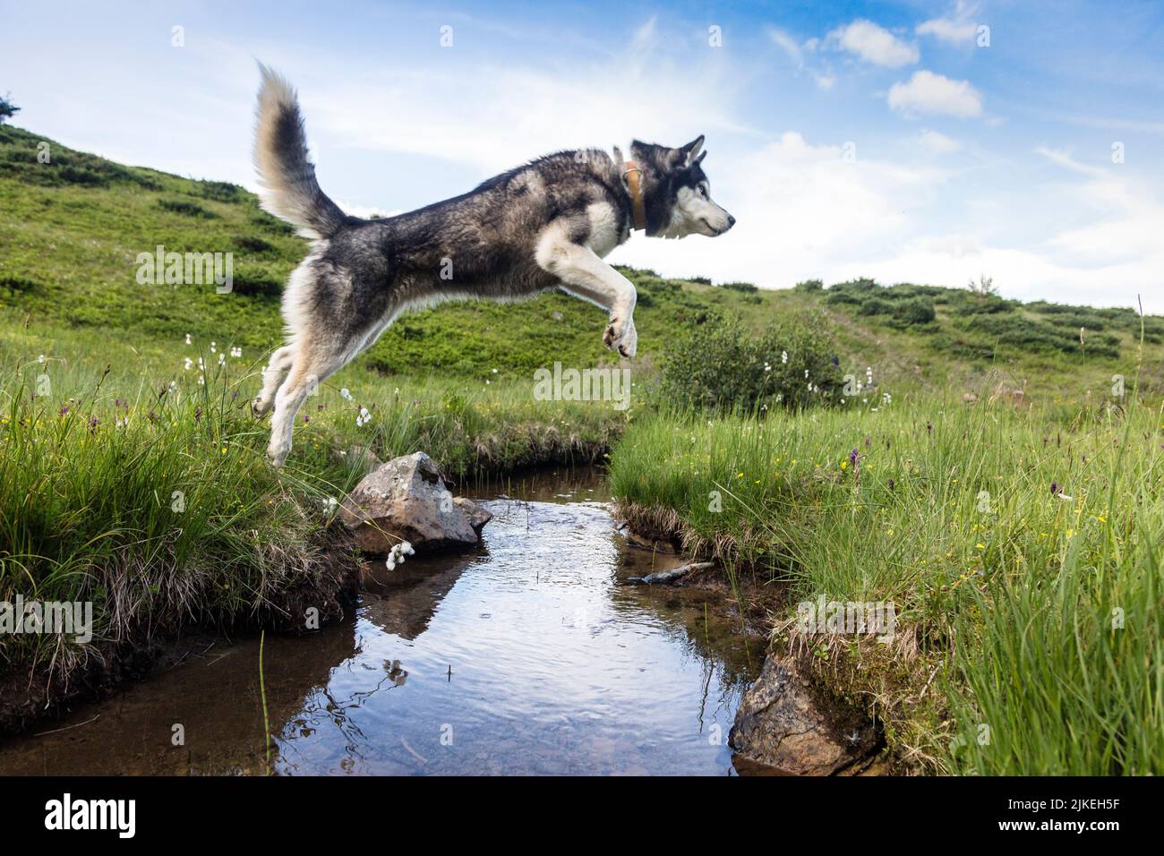 The Gray Siberian Husky jumping over the river, dog which combines ...