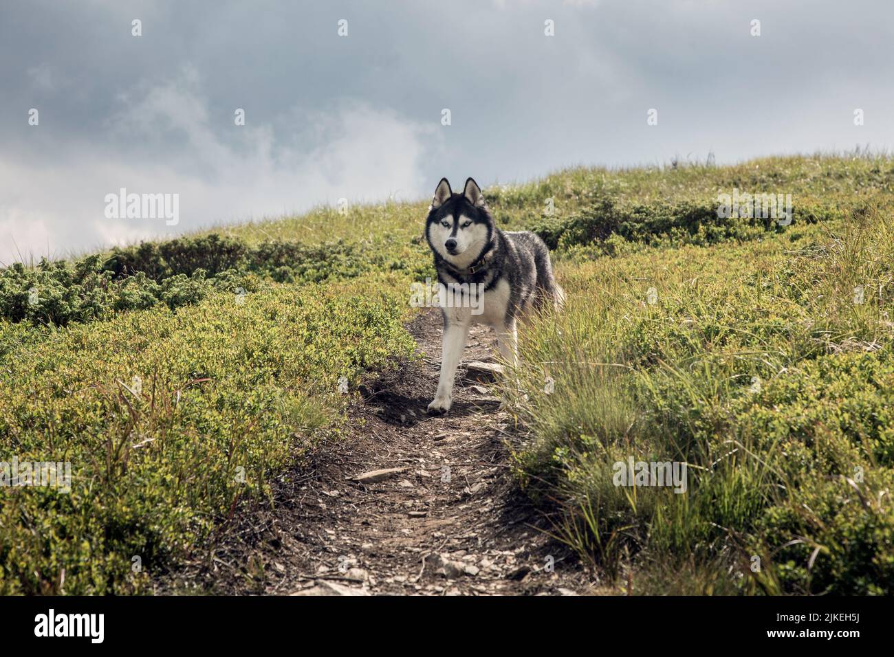 The Siberian Husky is a very intelligent breed that's active, alert ...