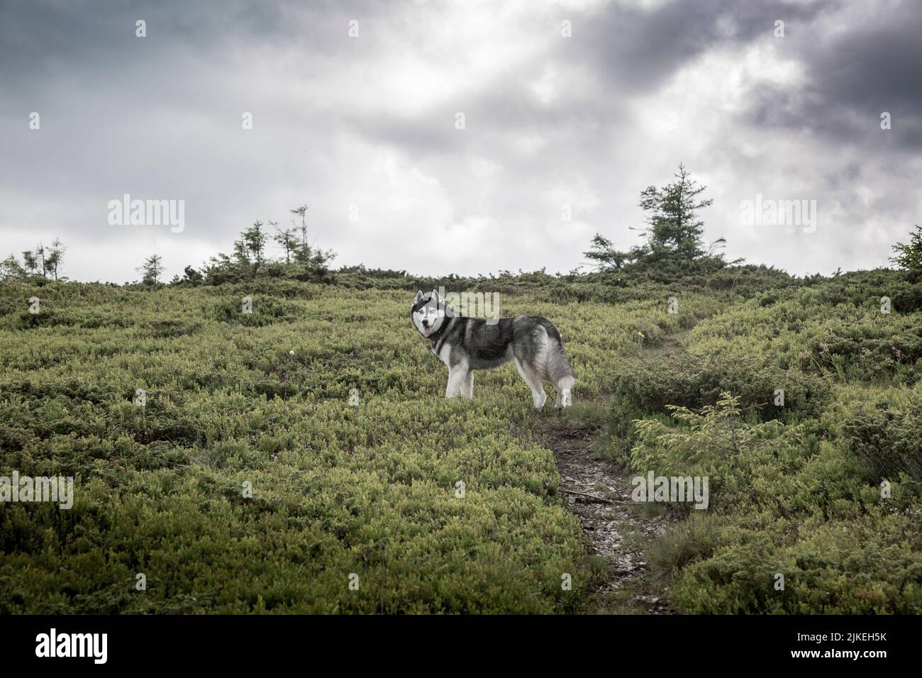 Are Siberian Huskys Intelligent Dogs
