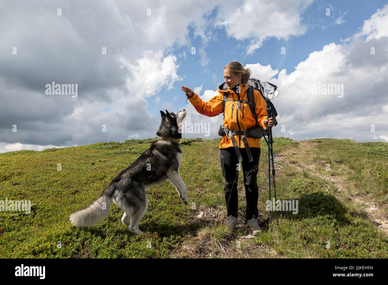 Tourist girl with her friend gray Siberian husky dog hiking in the ...