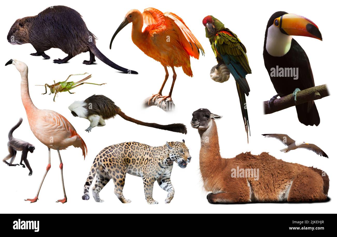 south america animals isolated Stock Photo - Alamy
