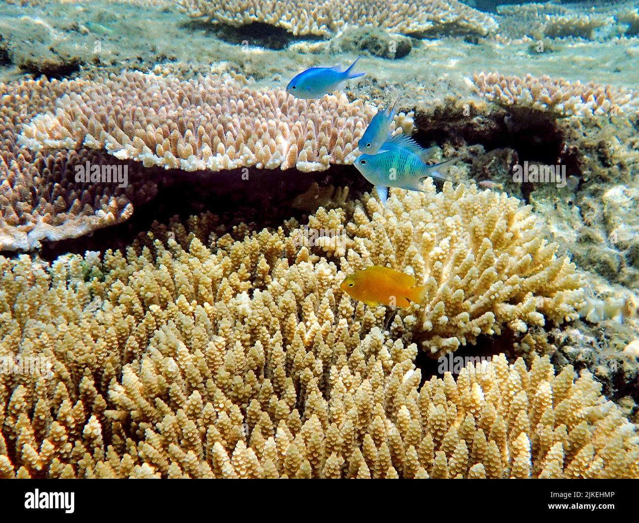 Indonesia Anambas Islands - Colorful coral reef with tropical fish ...