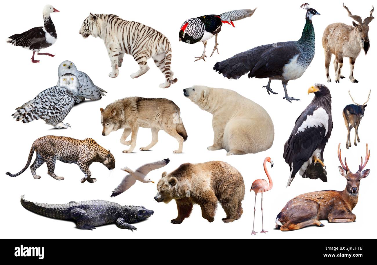 asia animals isolated Stock Photo - Alamy