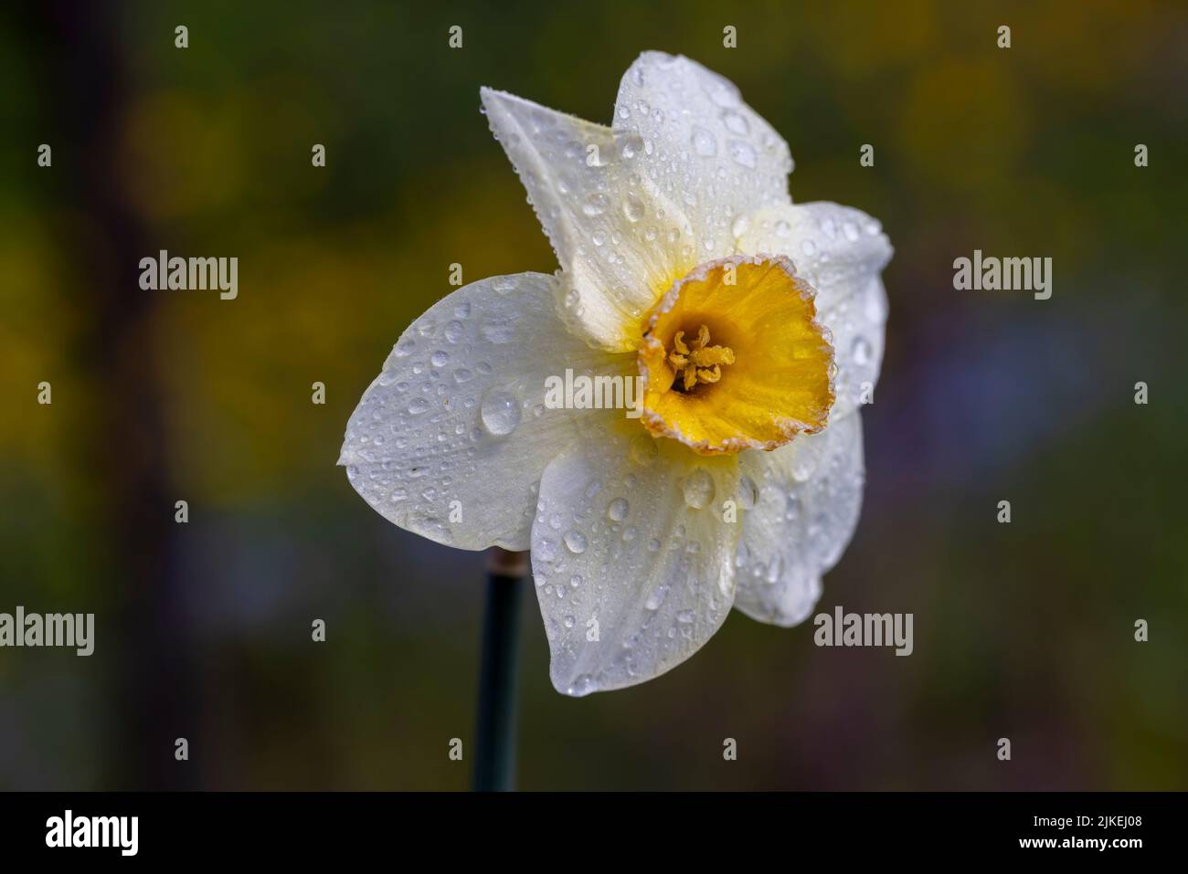 spring narcissus flower in dust and dirt after the last rain, beautiful ...