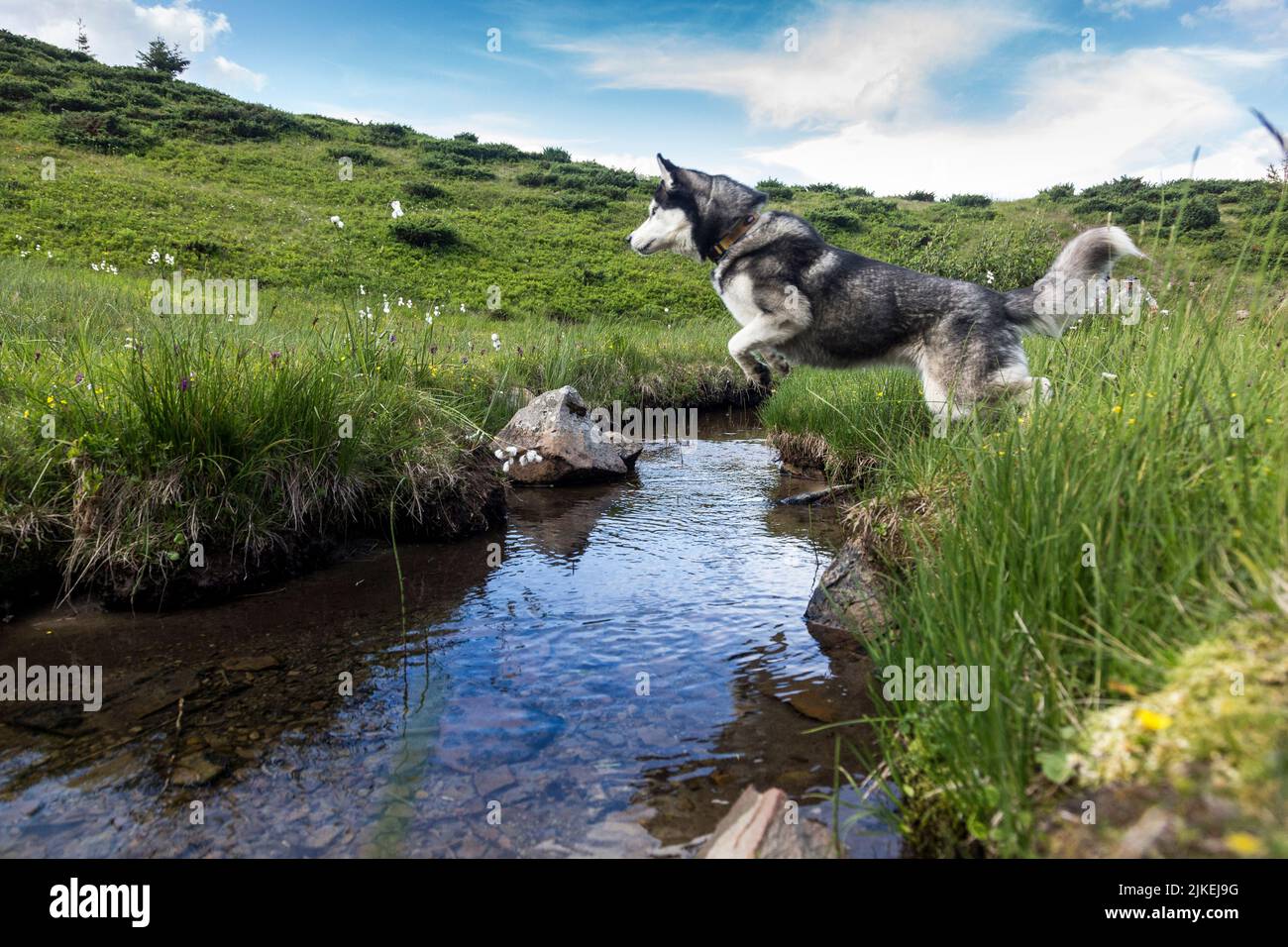 The gray Siberian Husky jumping over the river, active, alert, and ...