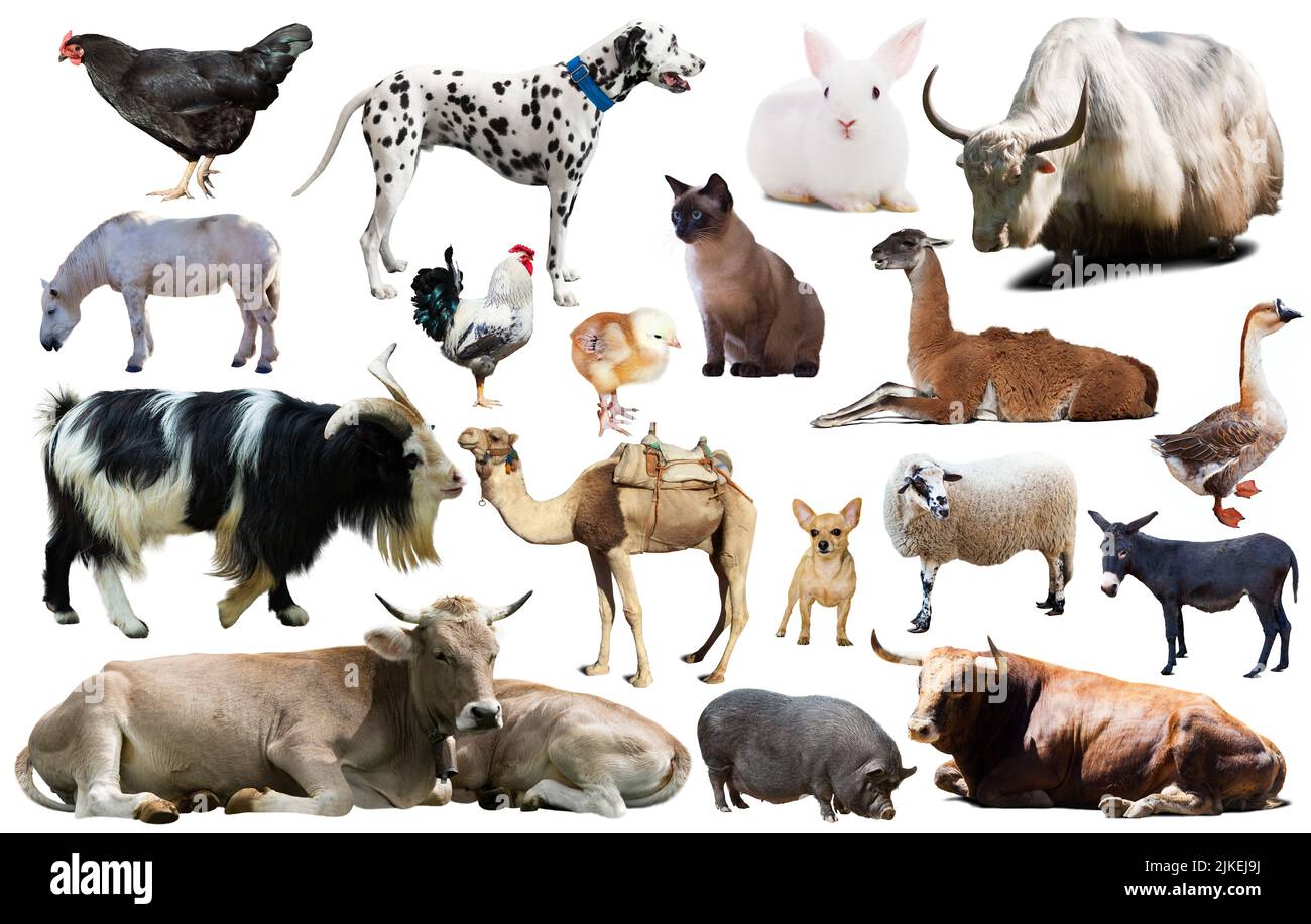set of farm animals Stock Photo - Alamy