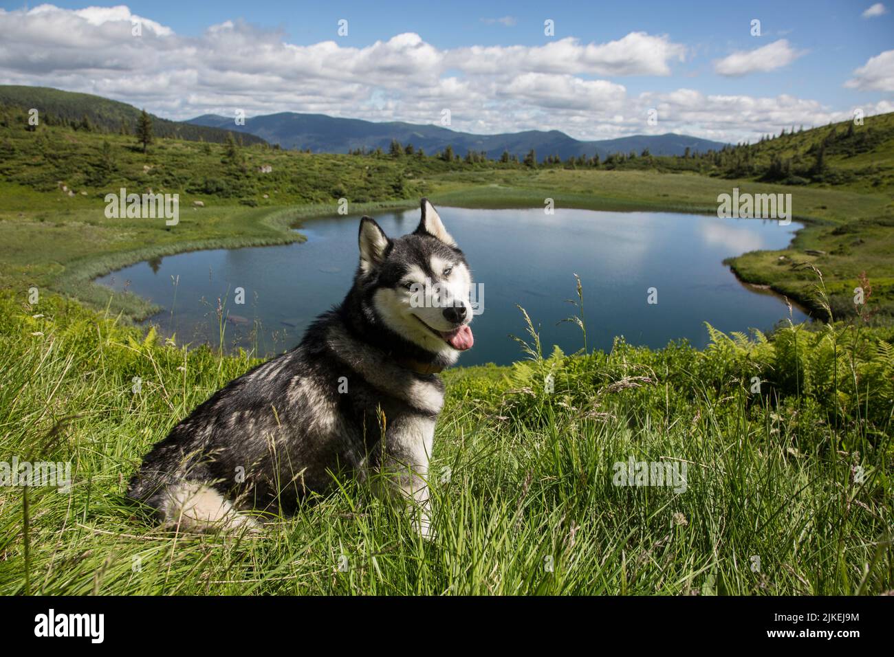 Adorable girl dog sitting hi-res stock photography and images - Alamy