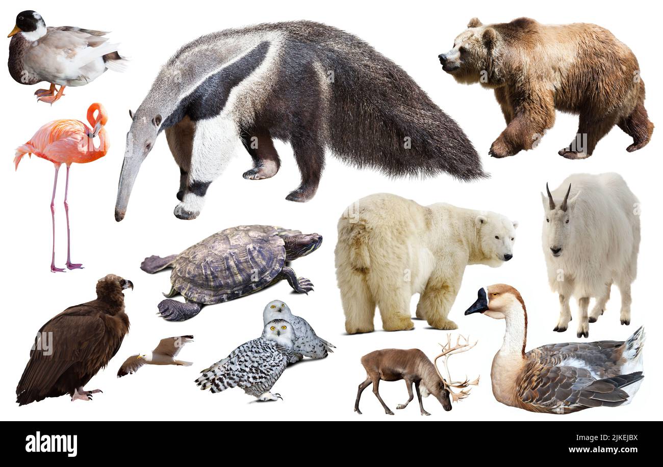 american animals isolated on white Stock Photo - Alamy
