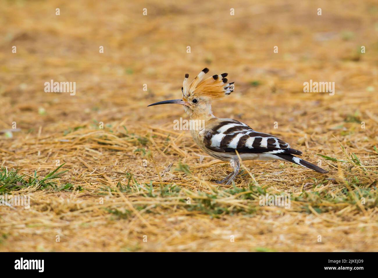 African Hoopoe (Upupa africana) on the ground Stock Photo - Alamy