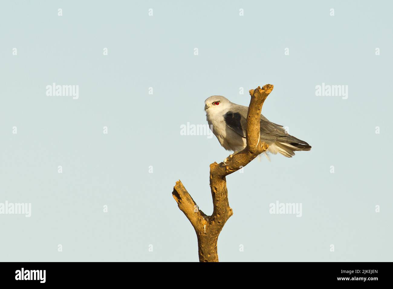 Black-shouldered Kite (Elanus axillaris) perched on a dead tree limb ...