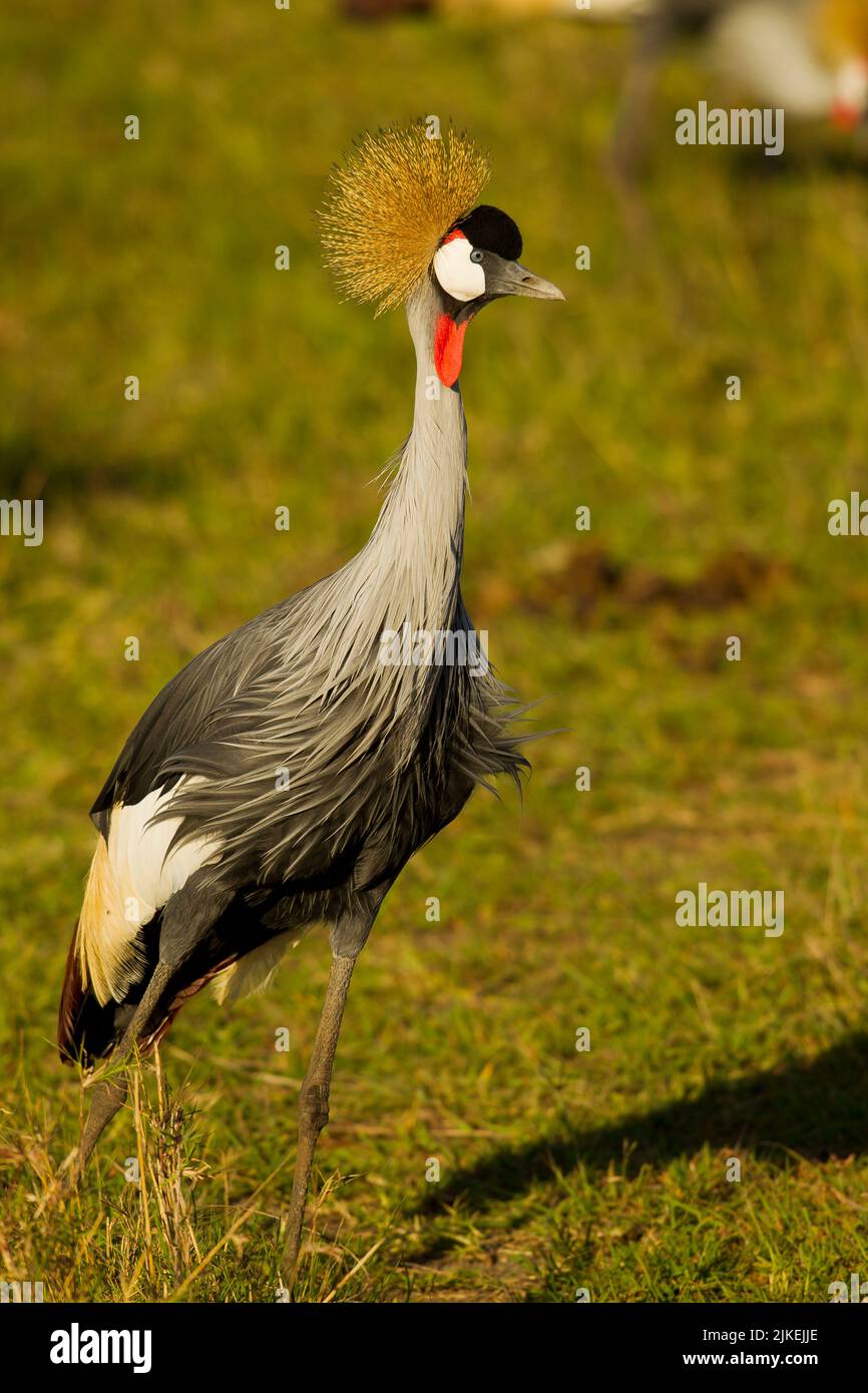 Grey Crowned Crane (Balearica regulorum Stock Photo - Alamy