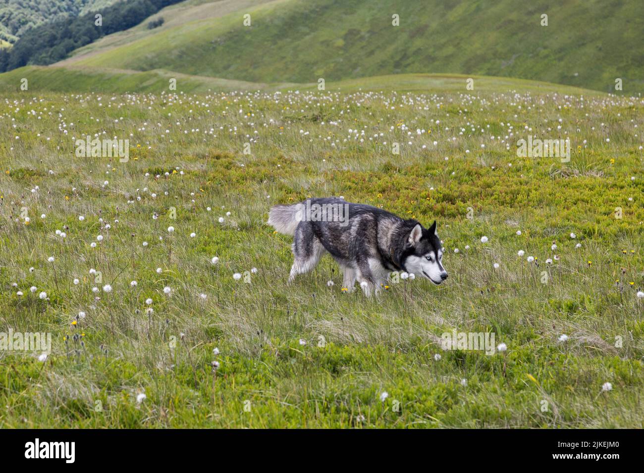 Adorable siberian husky dog on the woods in the Carpathians mountains ...