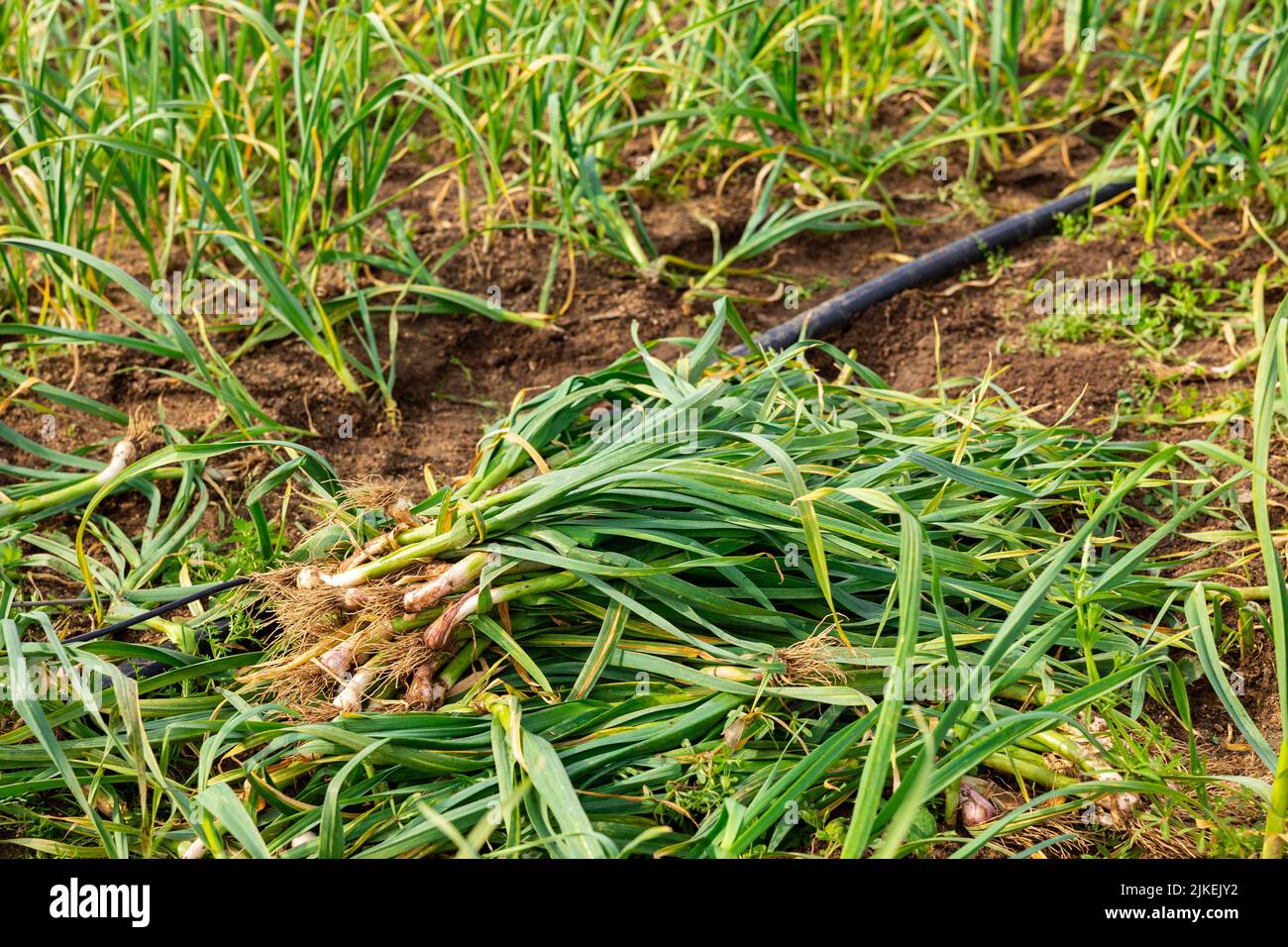 Harvested young garlic on vegetable field Stock Photo - Alamy